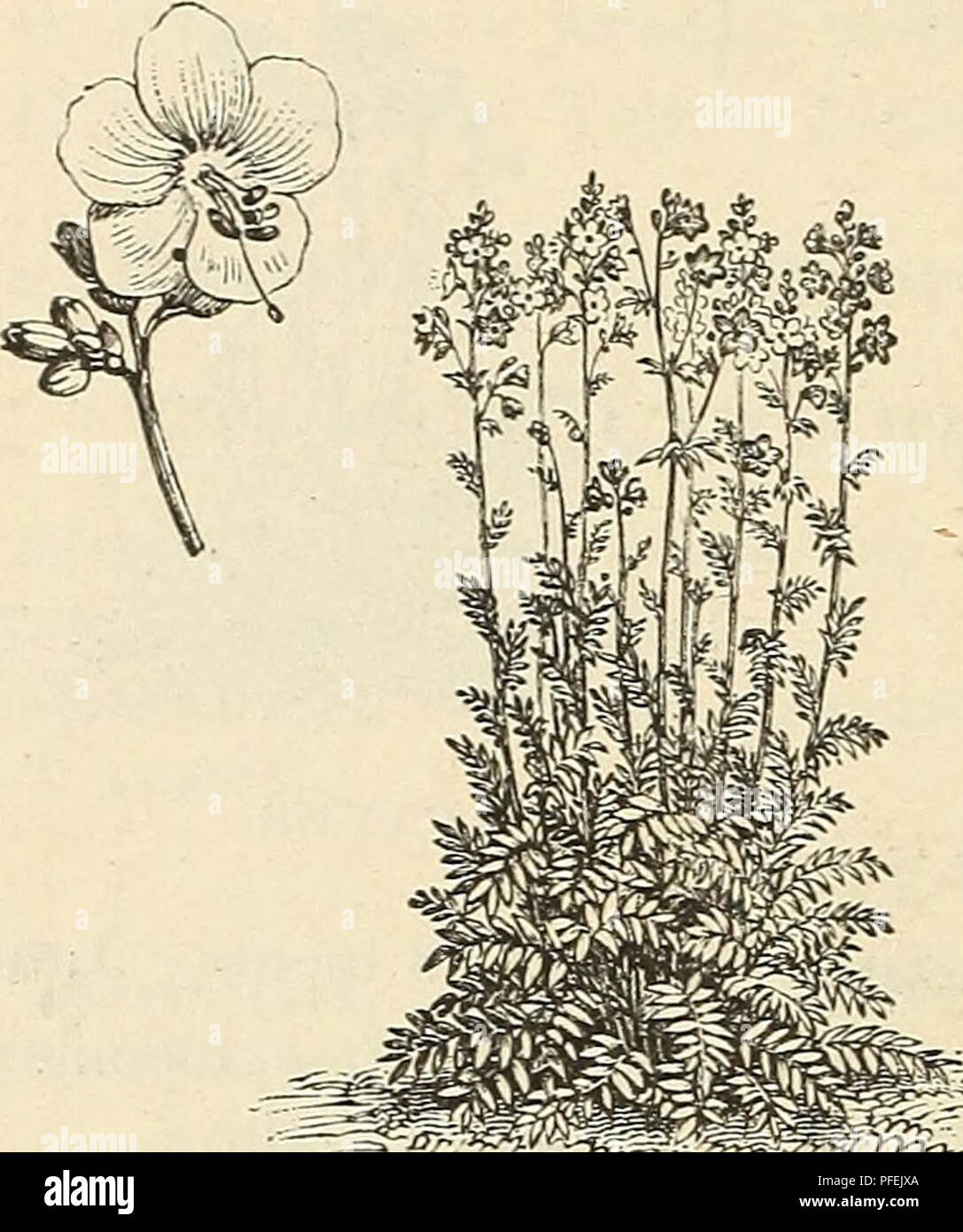 P grandiflora hi-res stock photography and images - Alamy