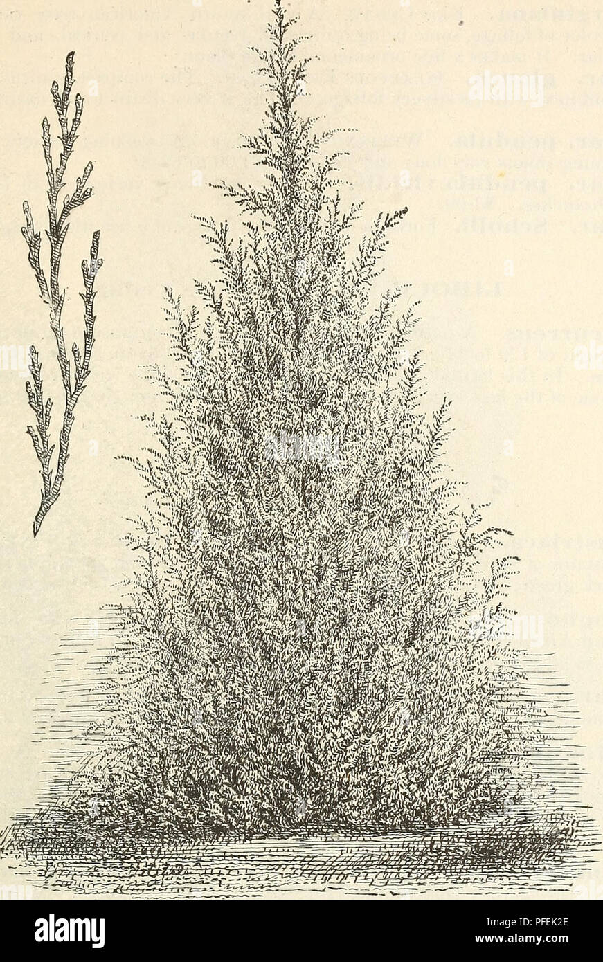 Prostrate Juniper High Resolution Stock Photography and Images - Alamy