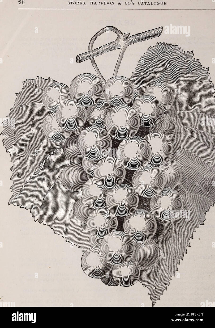This catalog offers a detailed description of various fruit and ...