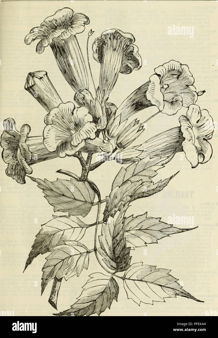 A horticultural catalog from the Reading Nursery in Massachusetts ...