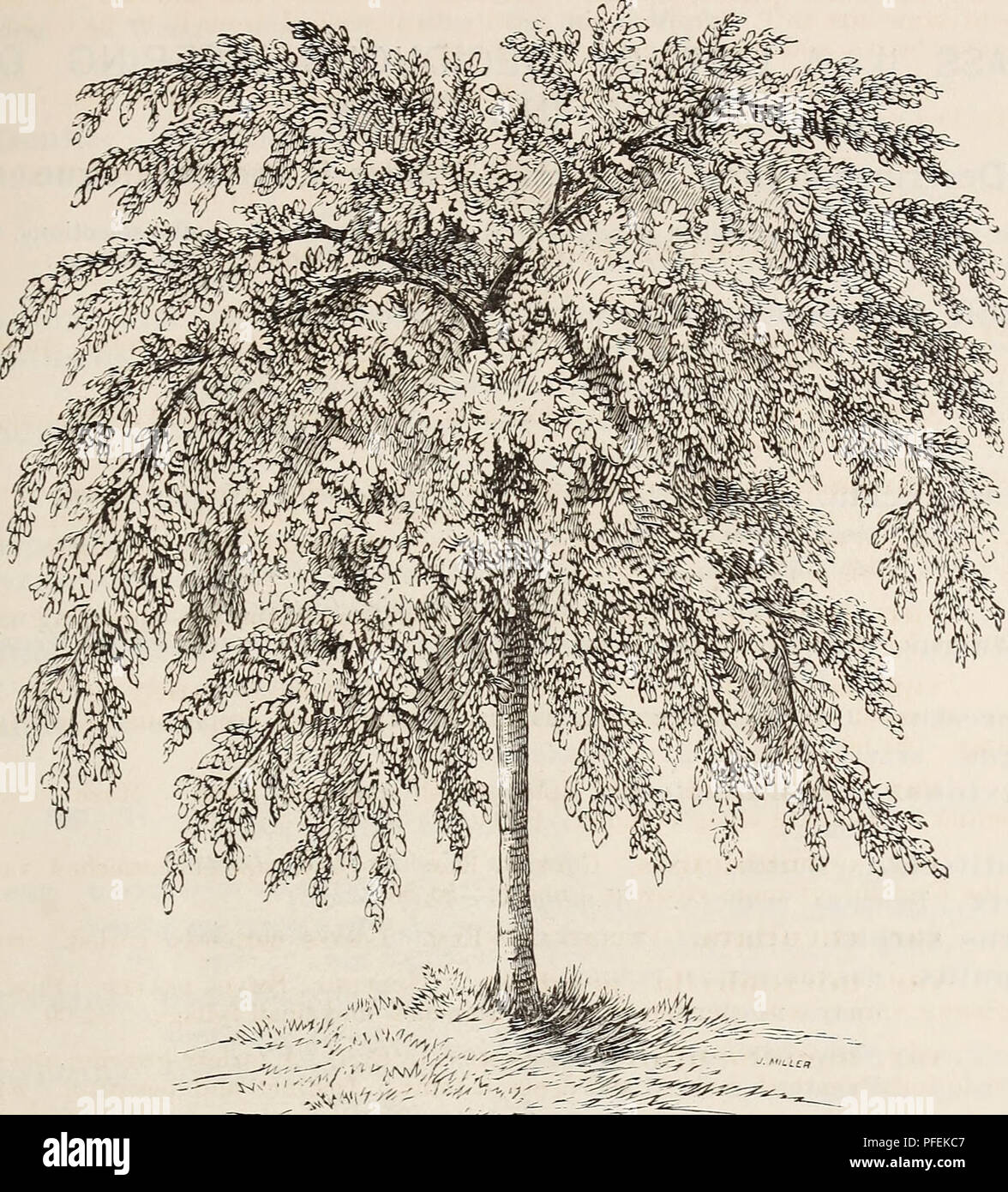 Camperdown scotch elm hi-res stock photography and images - Alamy