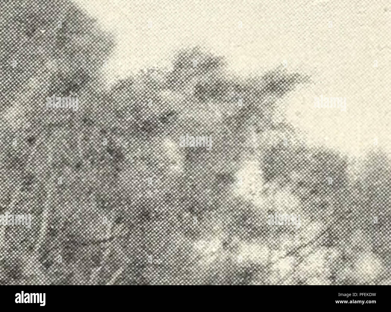 This catalogue presents a detailed classification of fiber plants ...