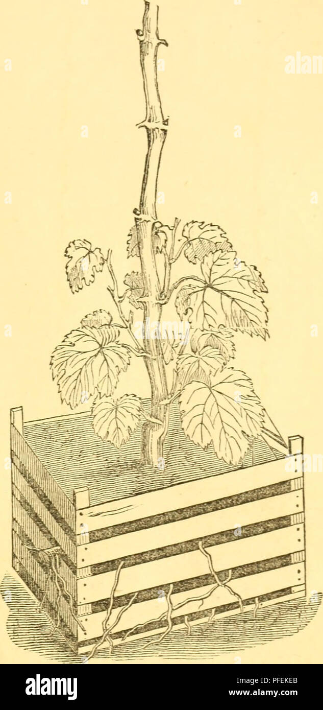 Delaware grape hi-res stock photography and images - Alamy