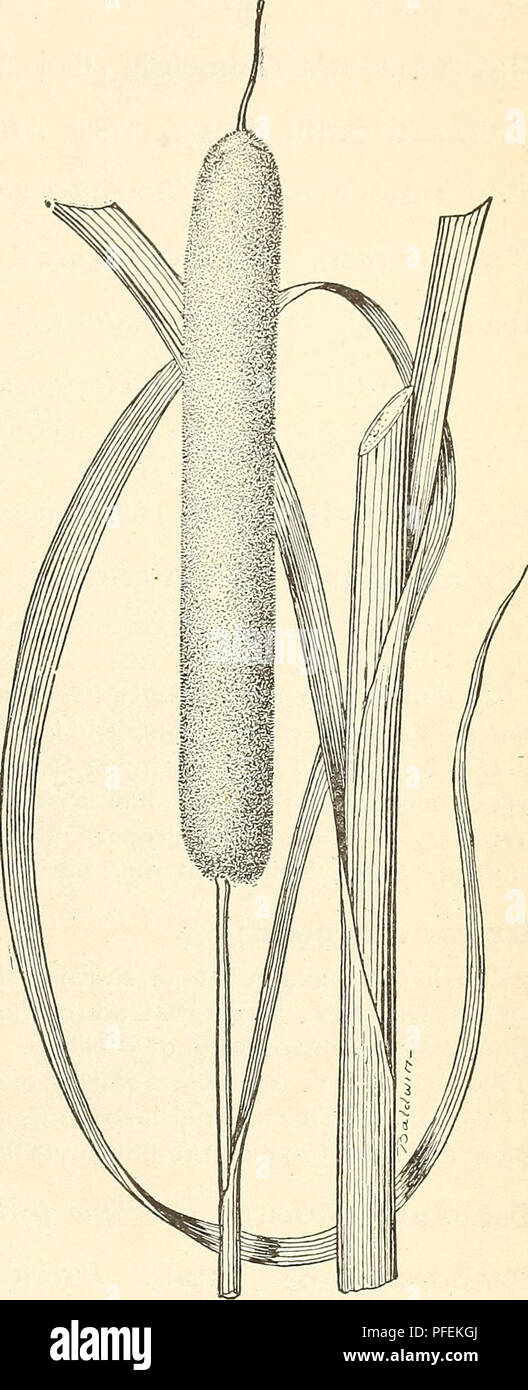 Tail fibers hi-res stock photography and images - Alamy