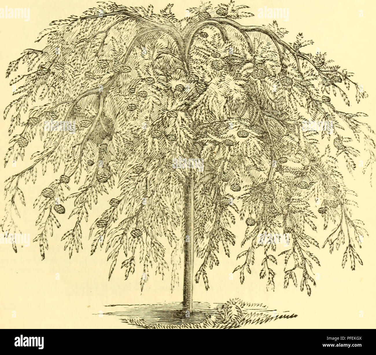 Dwarf elm tree seeds hi-res stock photography and images - Alamy