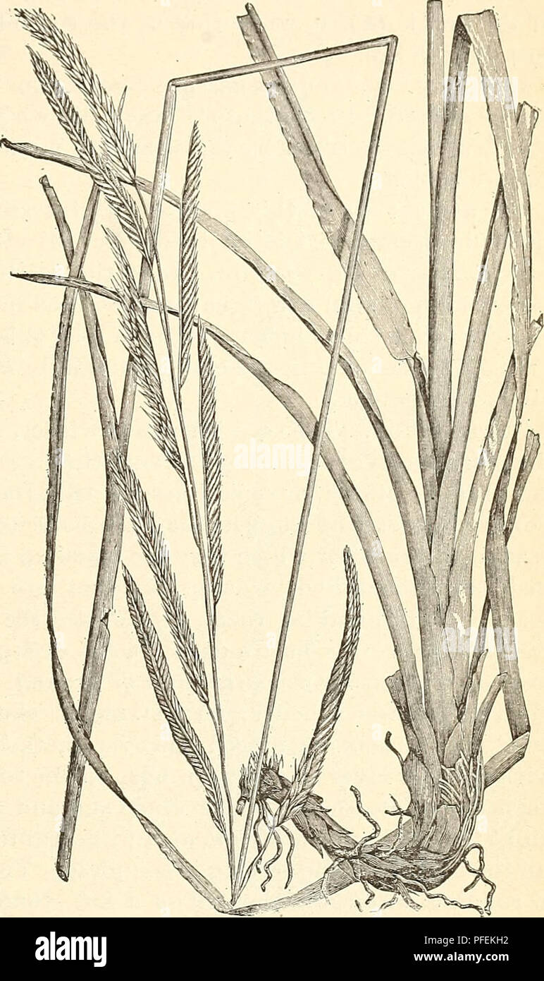 This catalog provides an overview of useful fiber plants from around ...