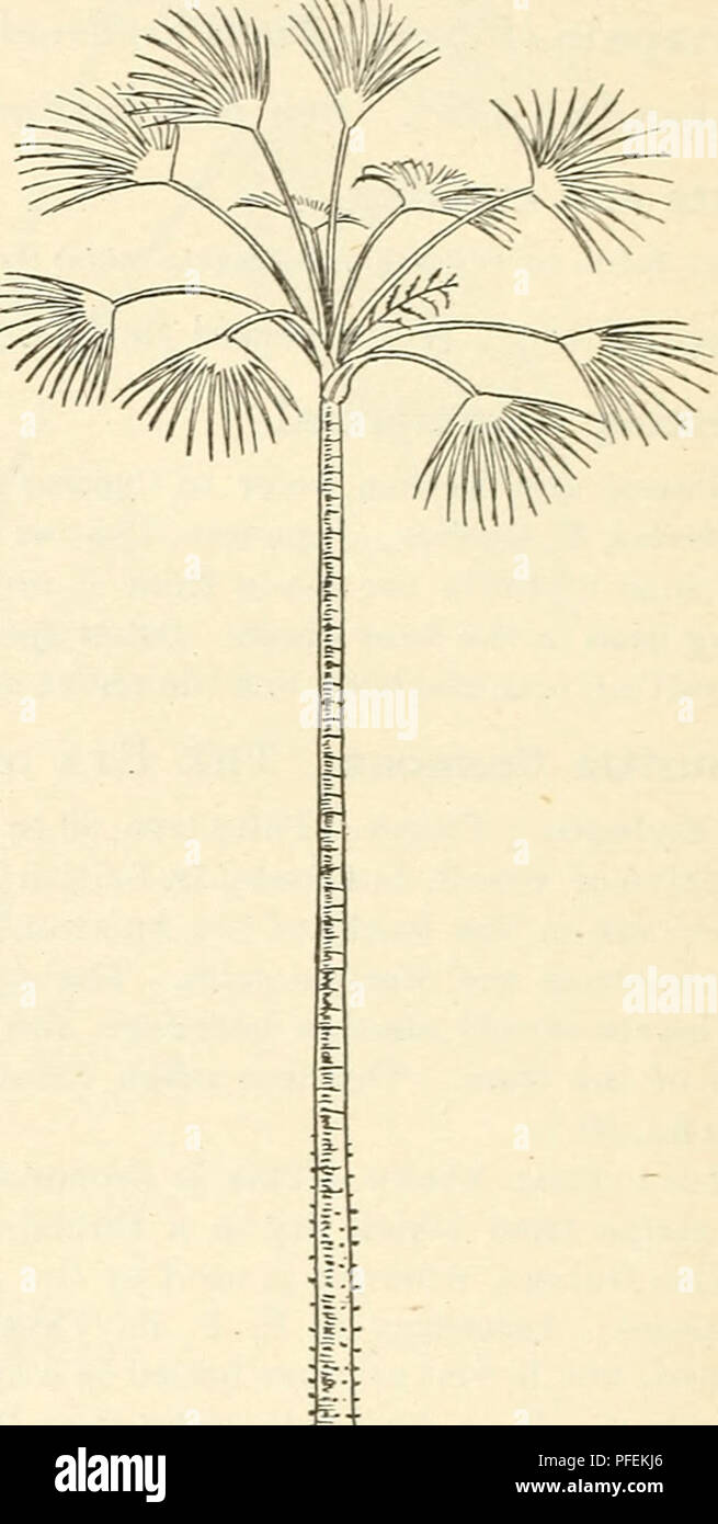 This catalog provides detailed classifications of fiber plants like the ...