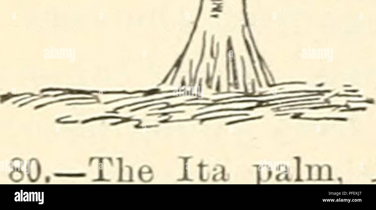 This catalogue provides detailed descriptions of fiber plants ...