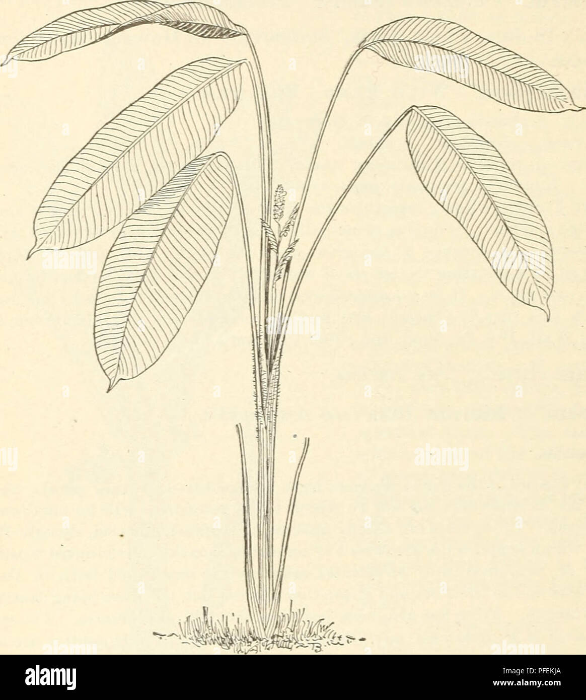 Bast Fibers High Resolution Stock Photography and Images - Alamy