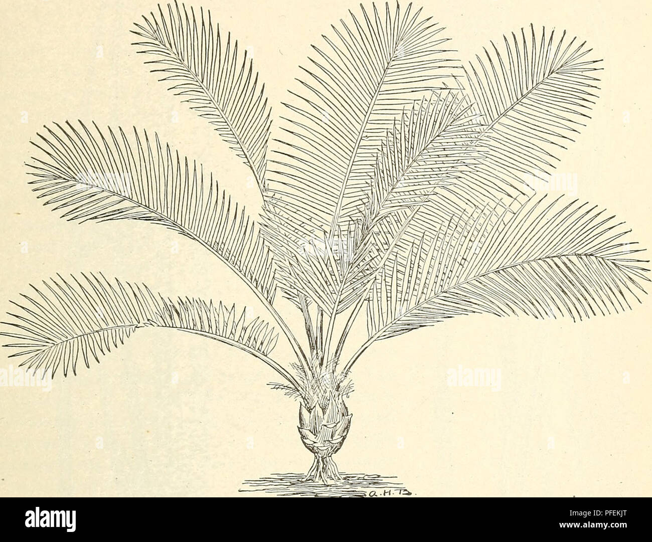 Agave plants henequen fiber hi-res stock photography and images - Alamy