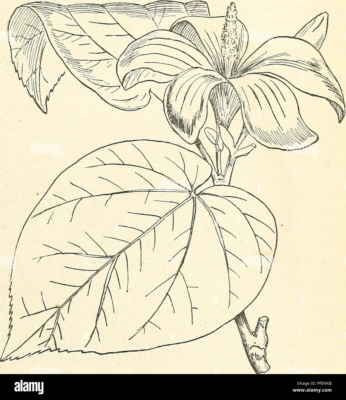 This catalogue describes useful fiber plants worldwide, detailing their ...