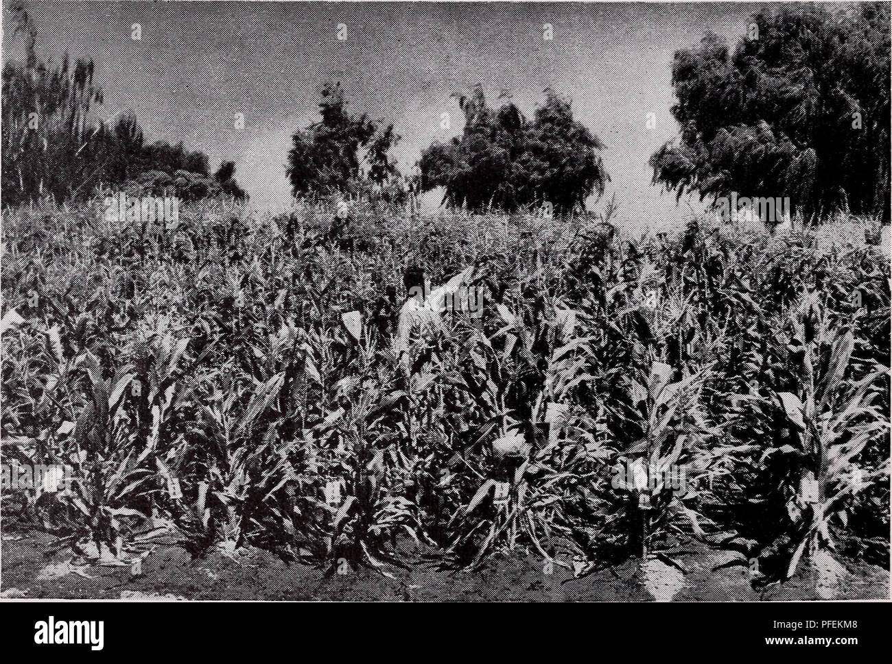 Ti corn hi-res stock photography and images - Alamy