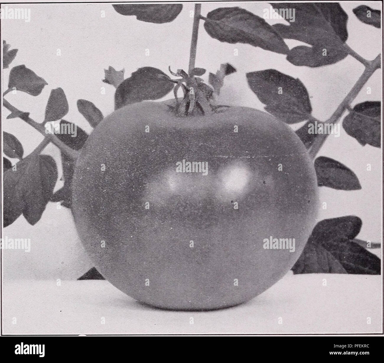 Rutgers tomato hi-res stock photography and images - Alamy