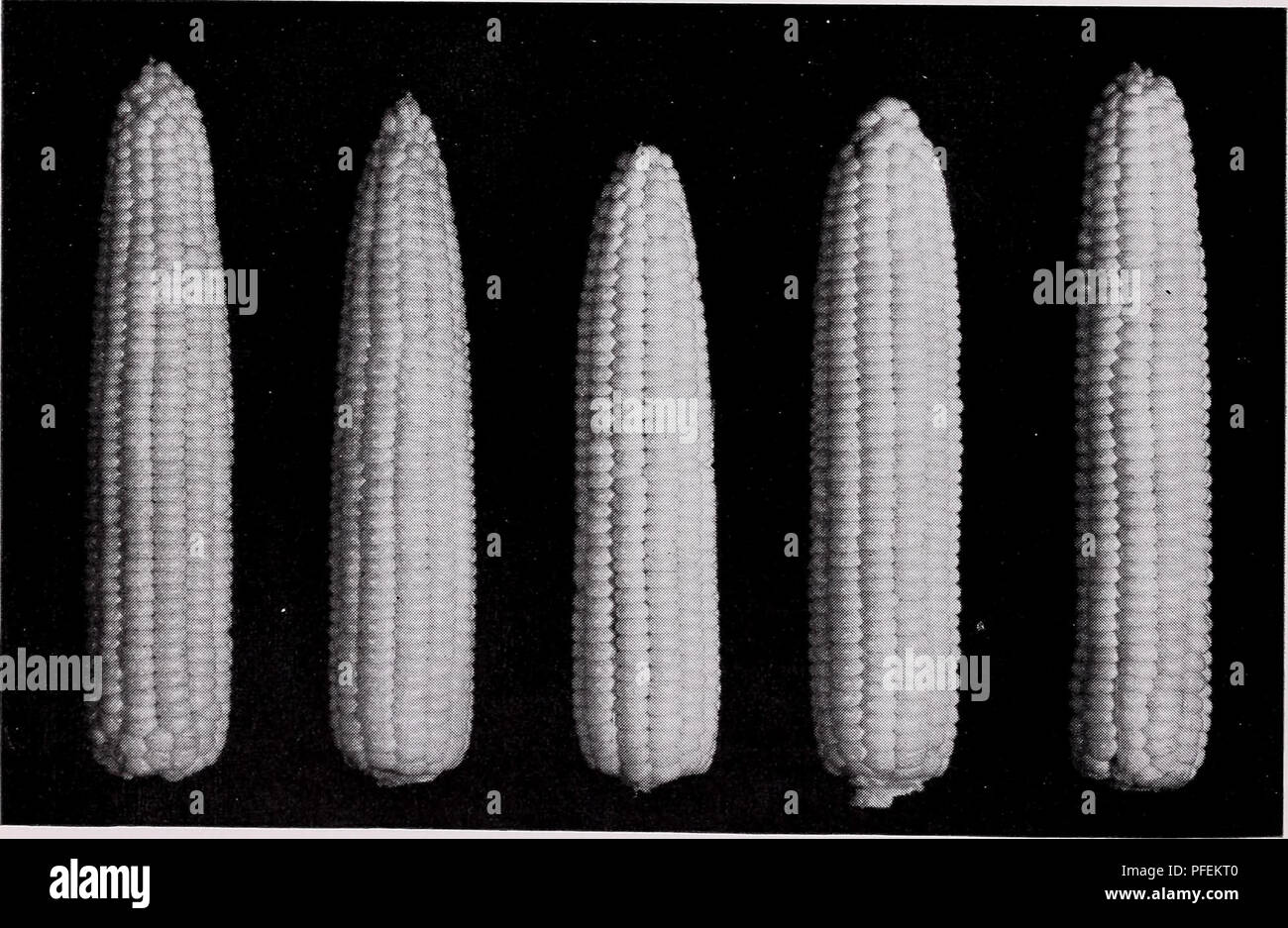 The descriptive catalog includes various vegetables for canning and ...