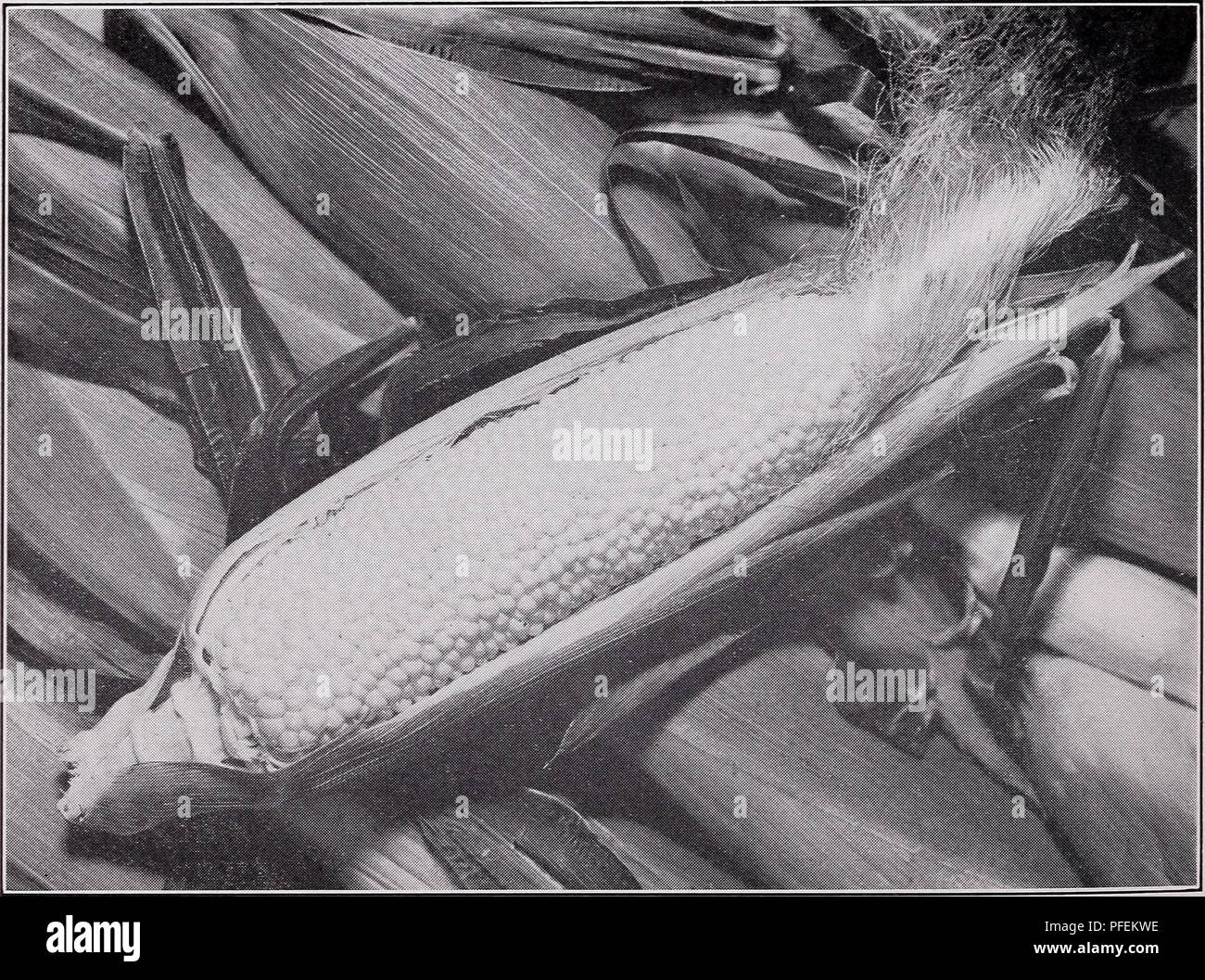 Good varieties of corn hi-res stock photography and images - Alamy