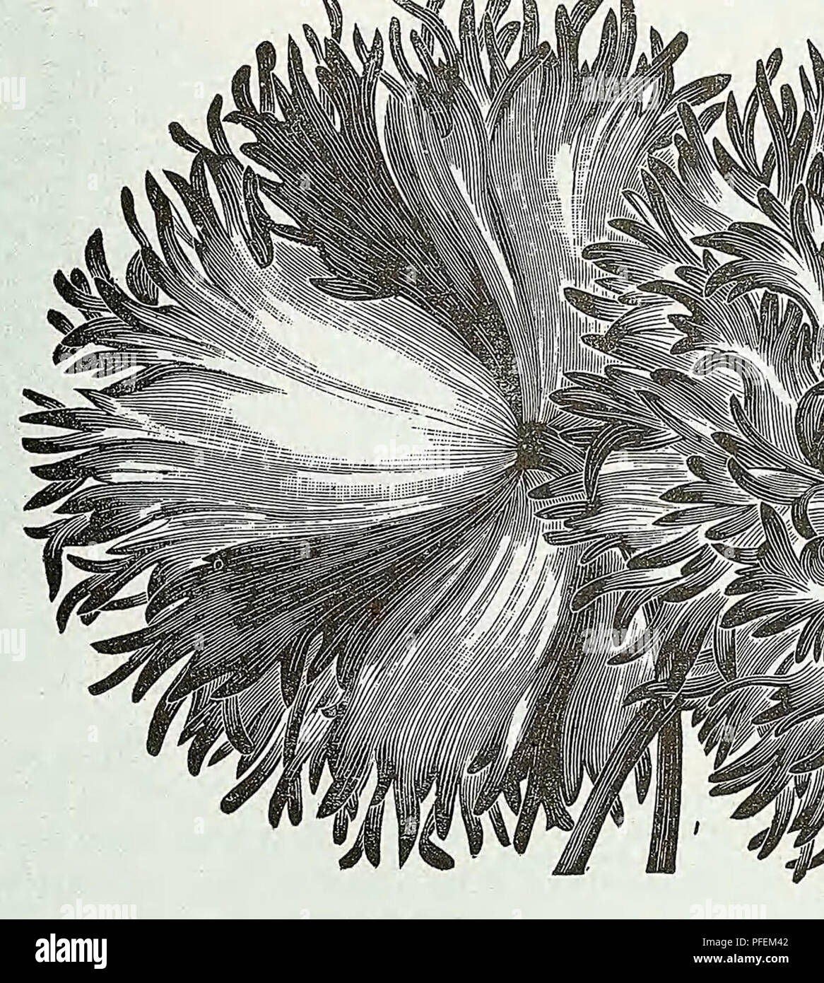 This image displays the *Primula sinensis*, commonly known as the ...