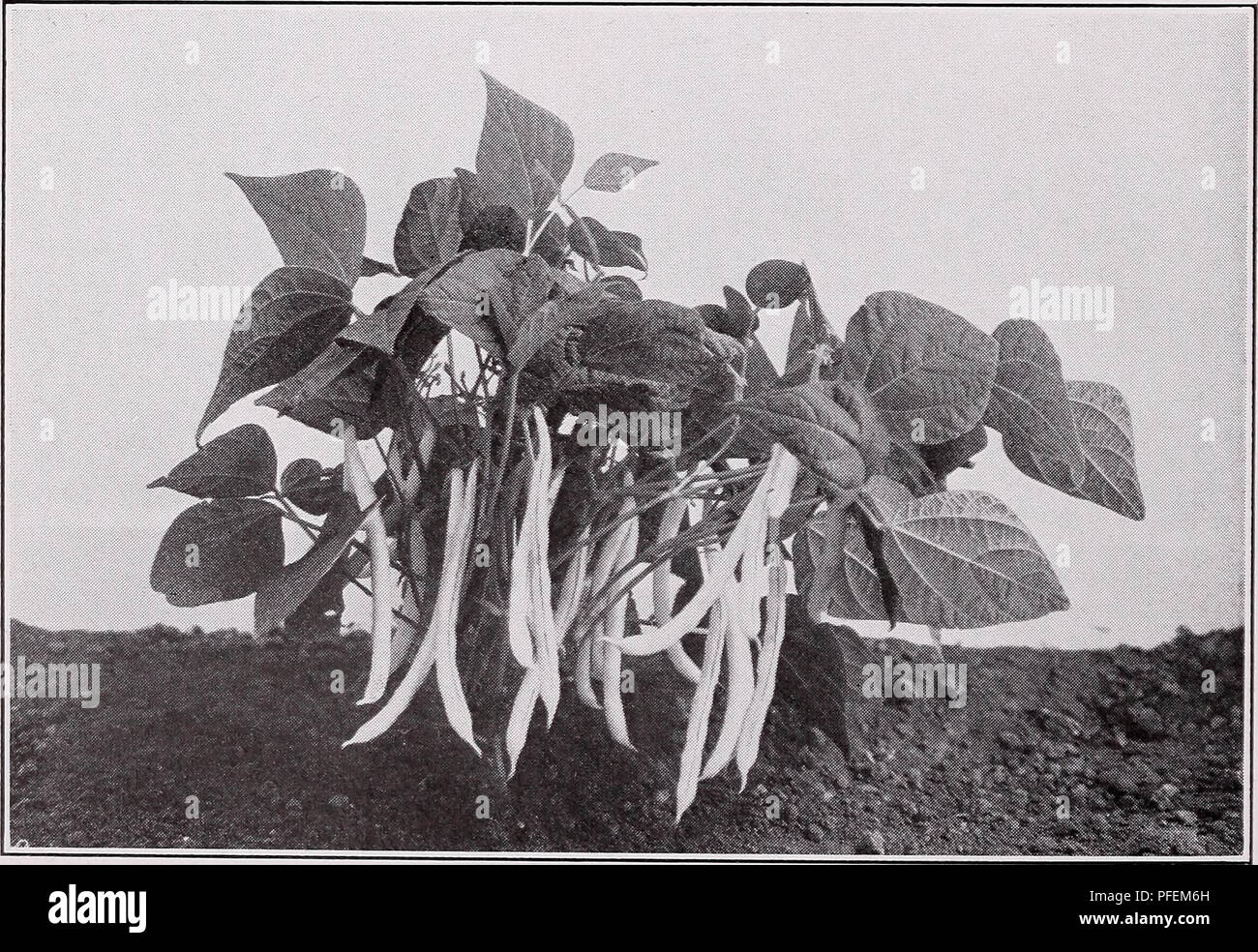 This catalog provides detailed descriptions of vegetable varieties ...