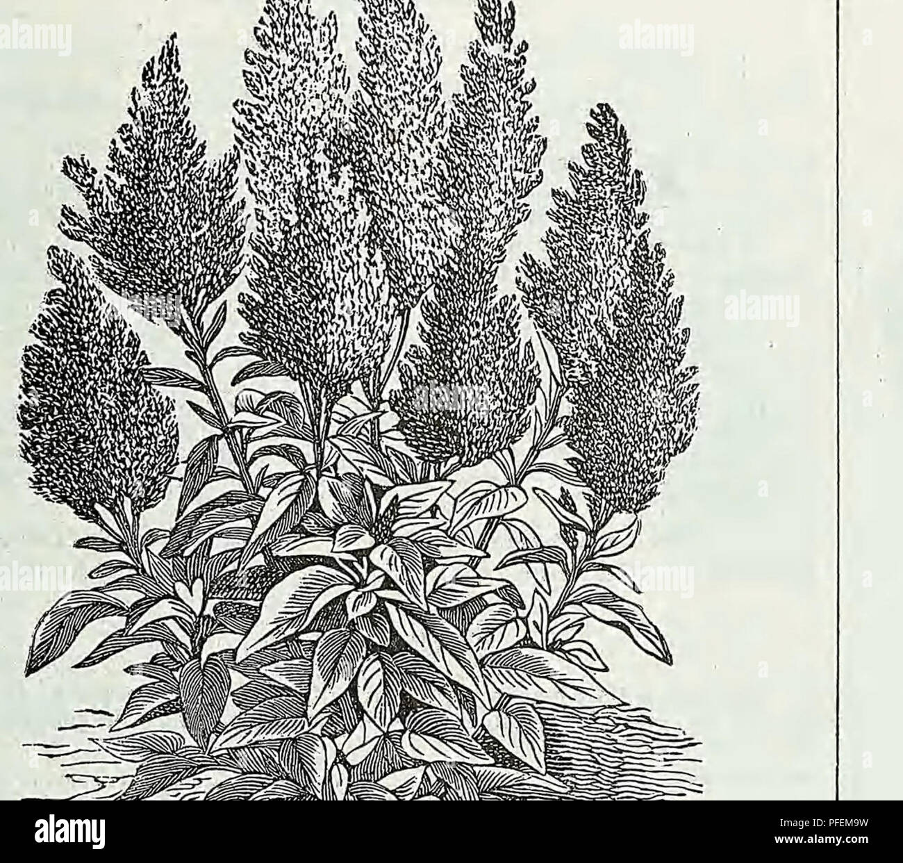 This horticultural catalog provides detailed information about a wide ...