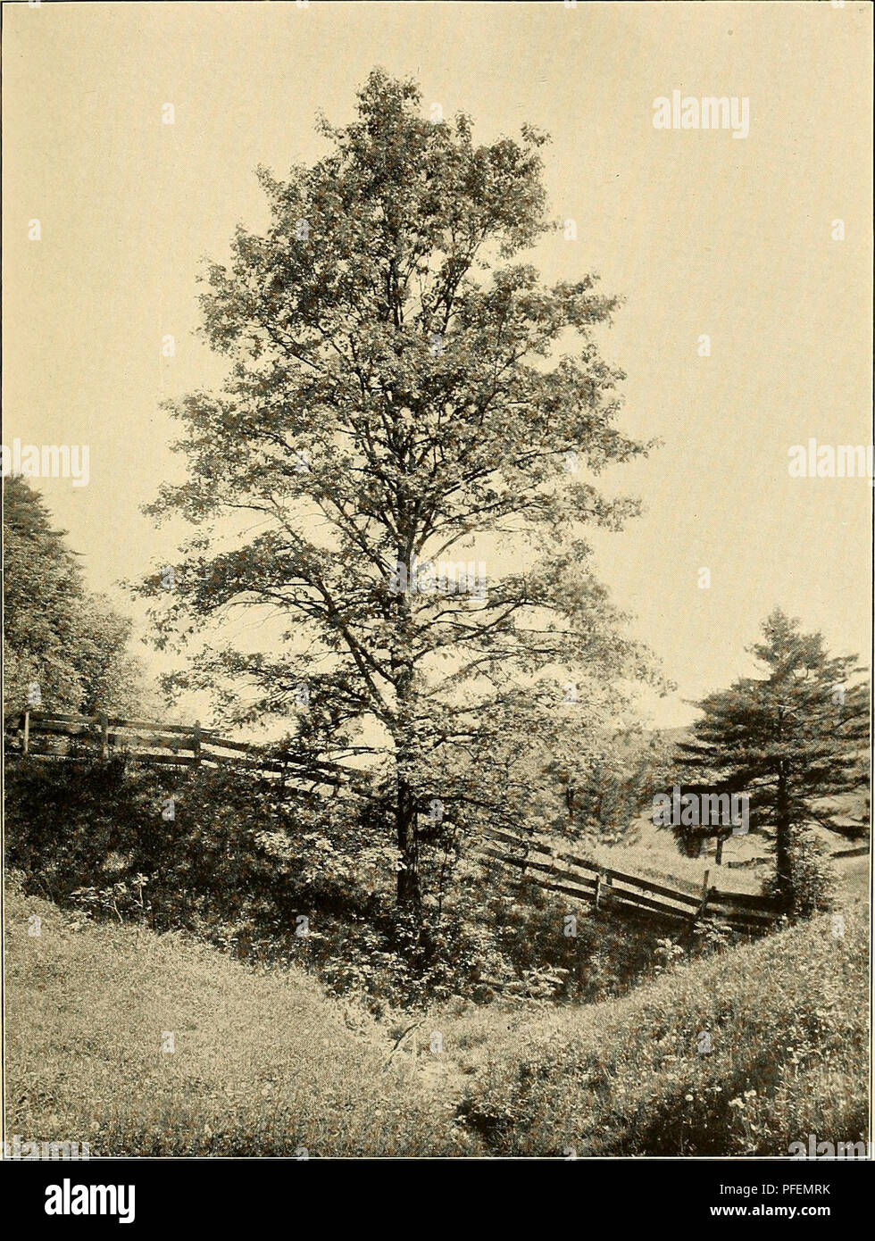 This guide, part of the New York Botanical Garden's Hudson-Fulton ...