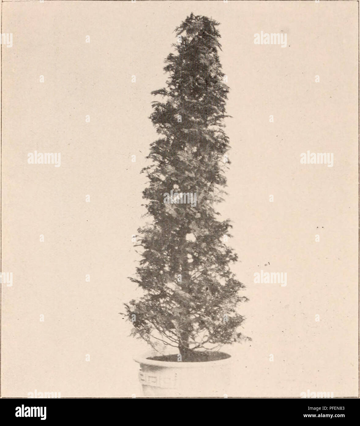 This catalog offers a detailed listing of various ornamental and ...