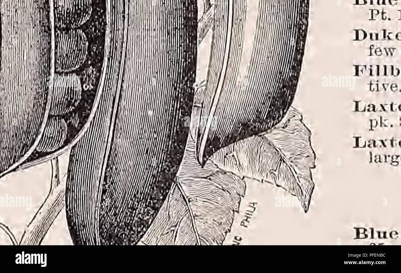 This catalog offers a comprehensive description of vegetable, flower ...