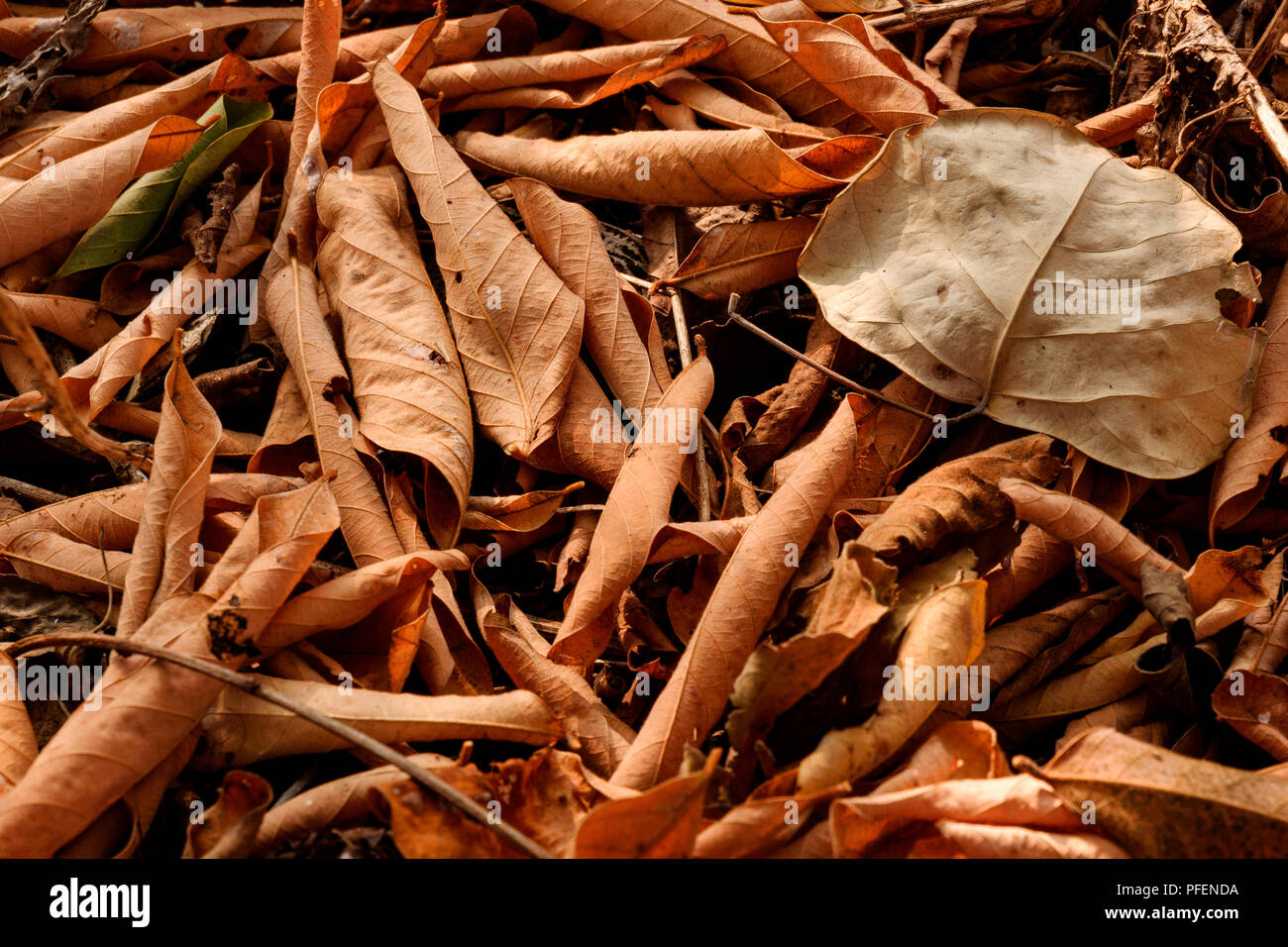 Dead leaves ground with one big leaves Stock Photo - Alamy
