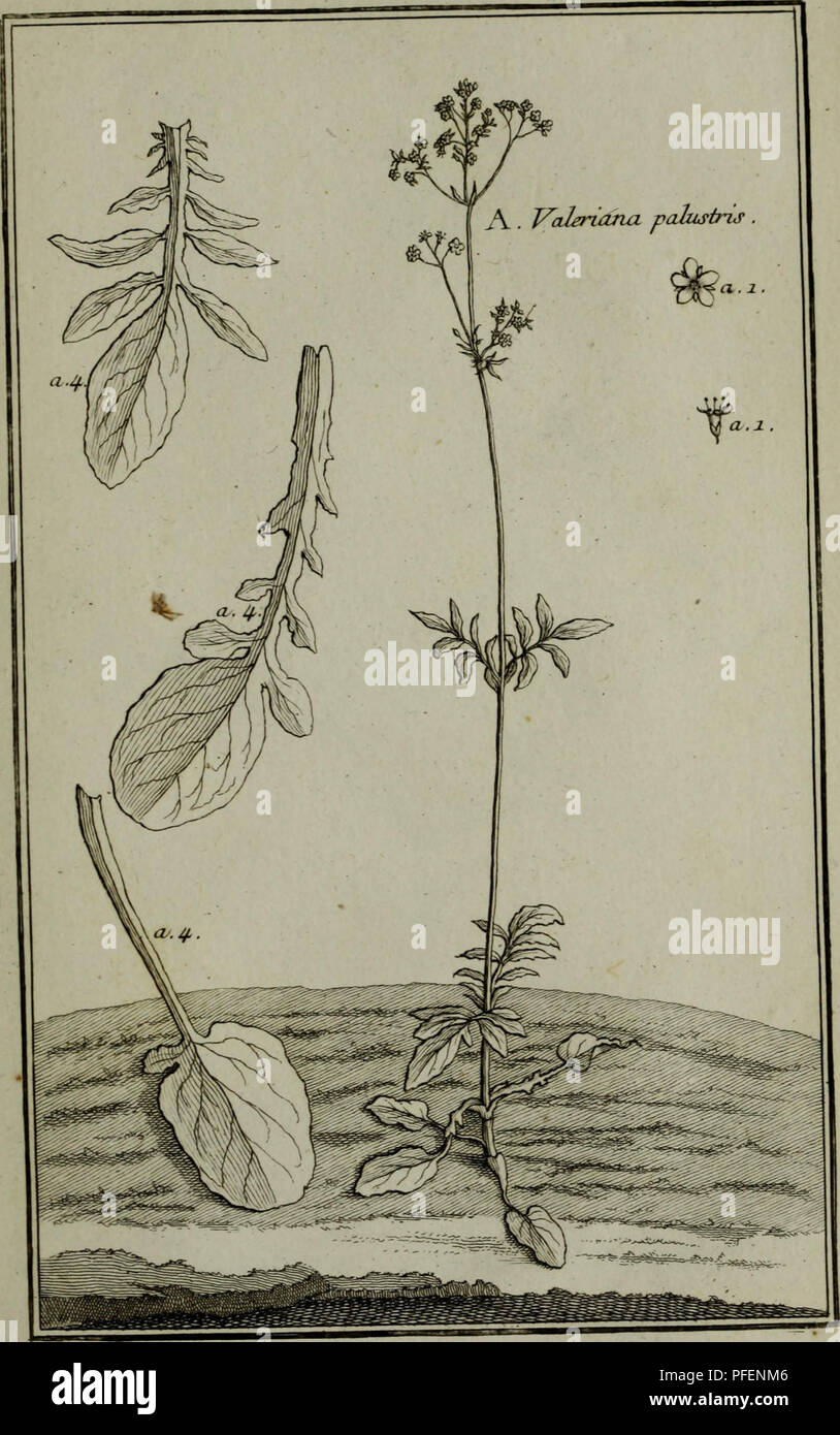 This work provides a detailed description of 719 plants and 134 animals ...