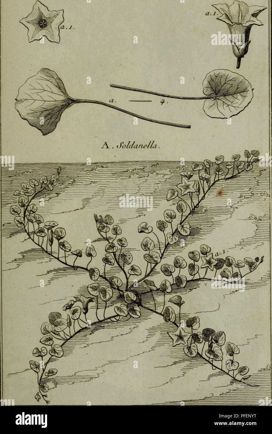This 18th-century work illustrates the medicinal properties and uses of ...