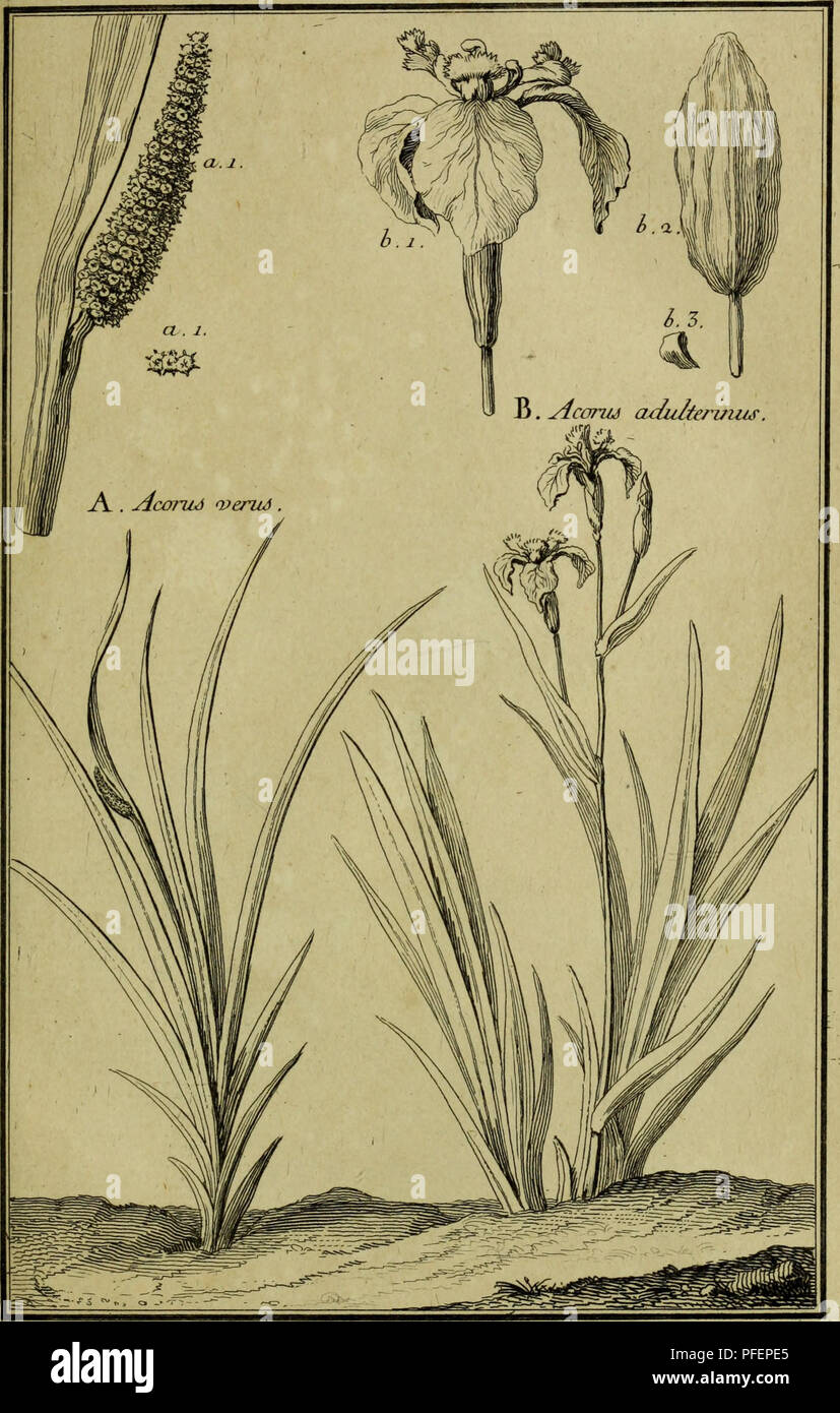 This illustrated work describes 719 plants, both foreign and native ...