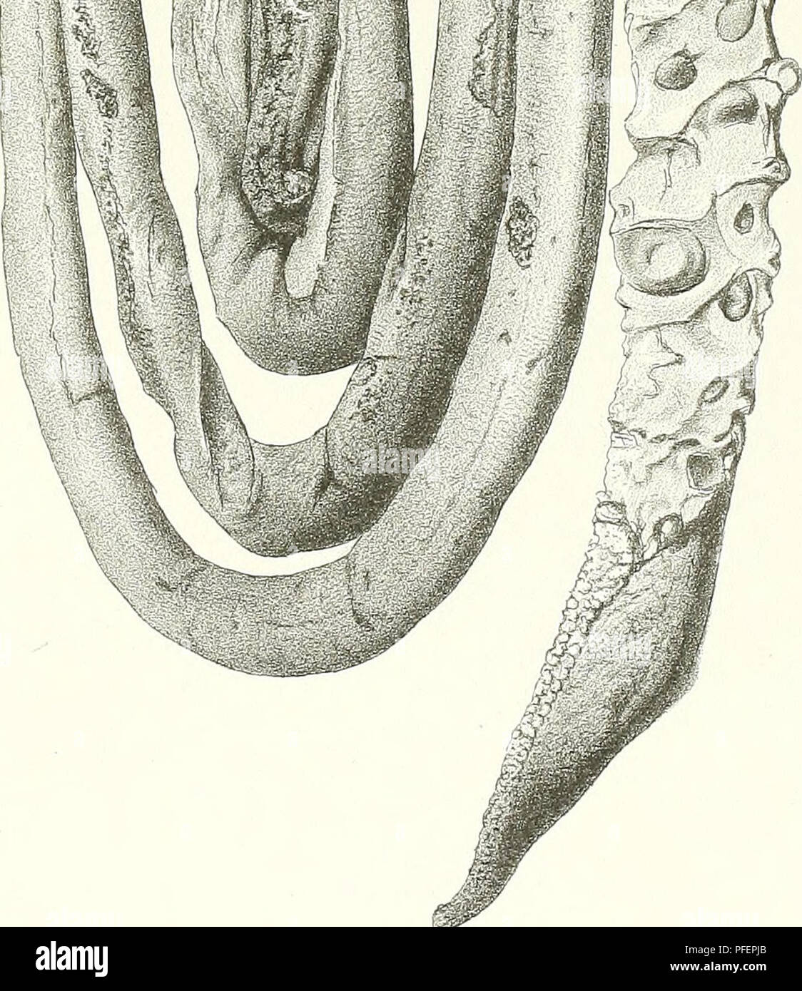 The work details rare and newly discovered cephalopods, including the ...