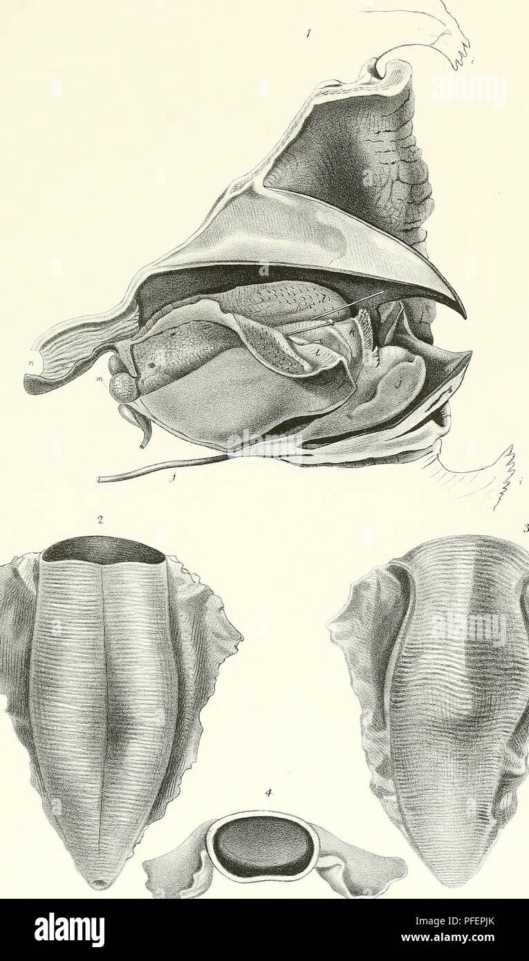 This work by Richard Owen offers descriptions of rare and newly ...