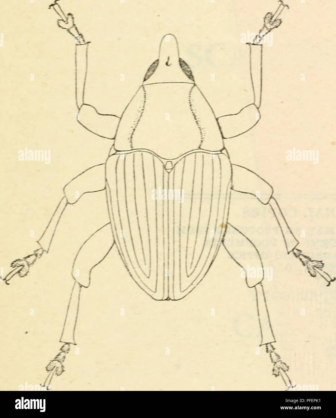 Pitted elytra hi-res stock photography and images - Alamy
