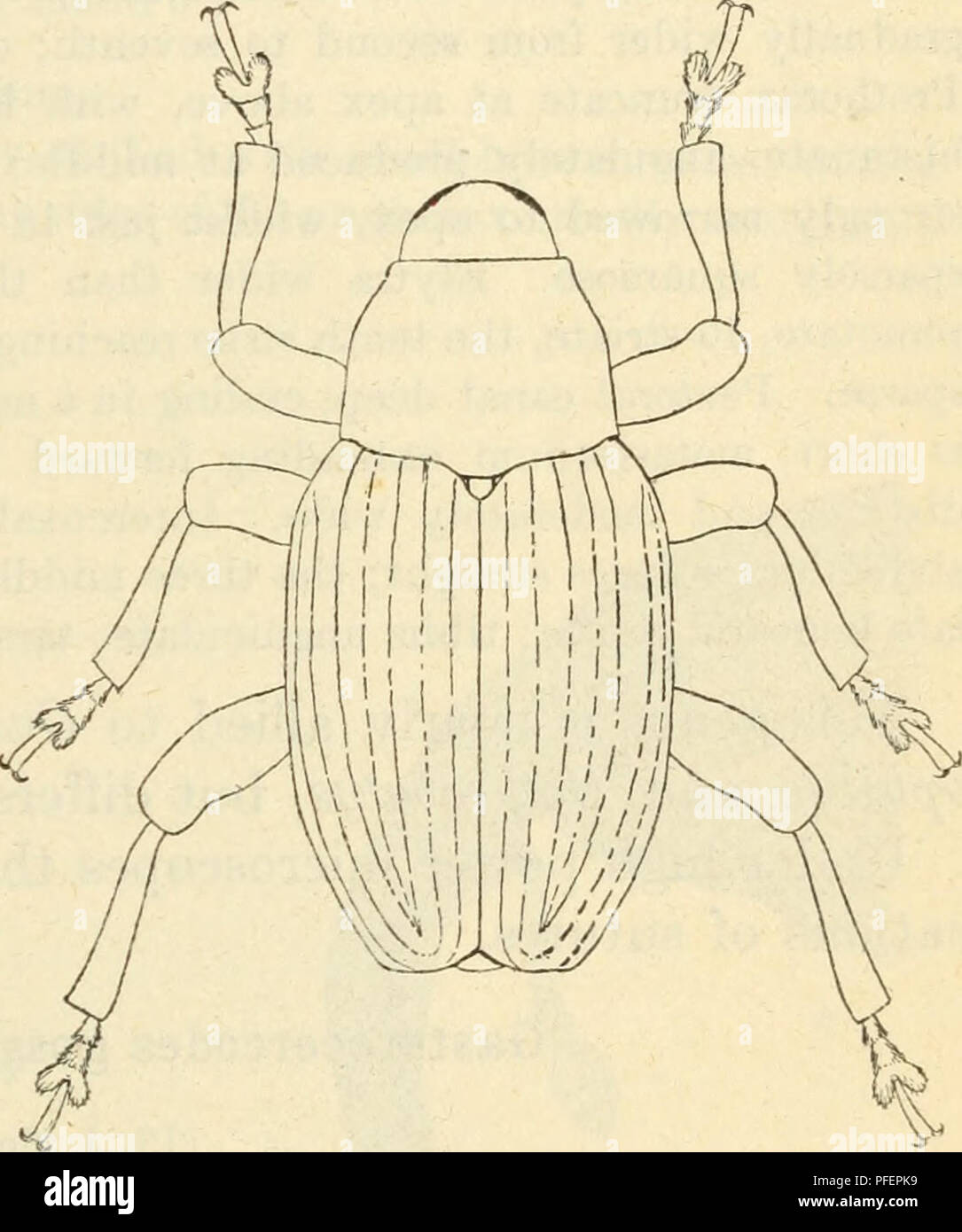. Descriptions of some weevils reared from cotton in Peru. Cotton ...