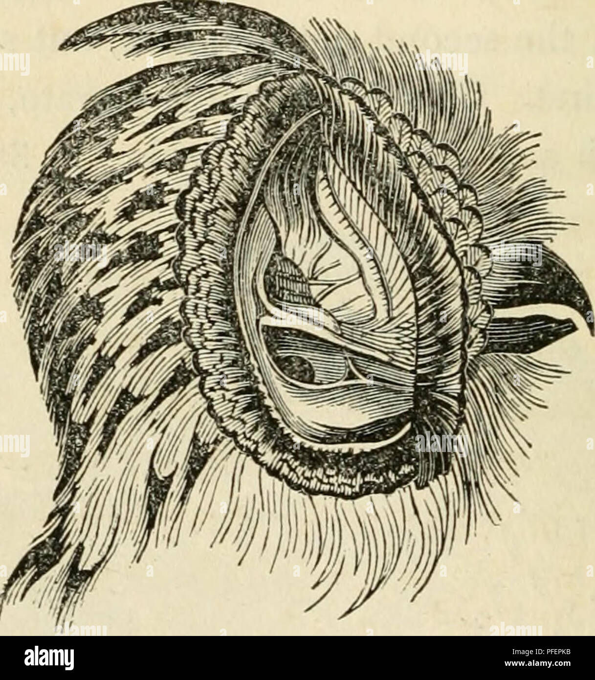 A detailed description of the rapacious birds of prey in Great Britain ...