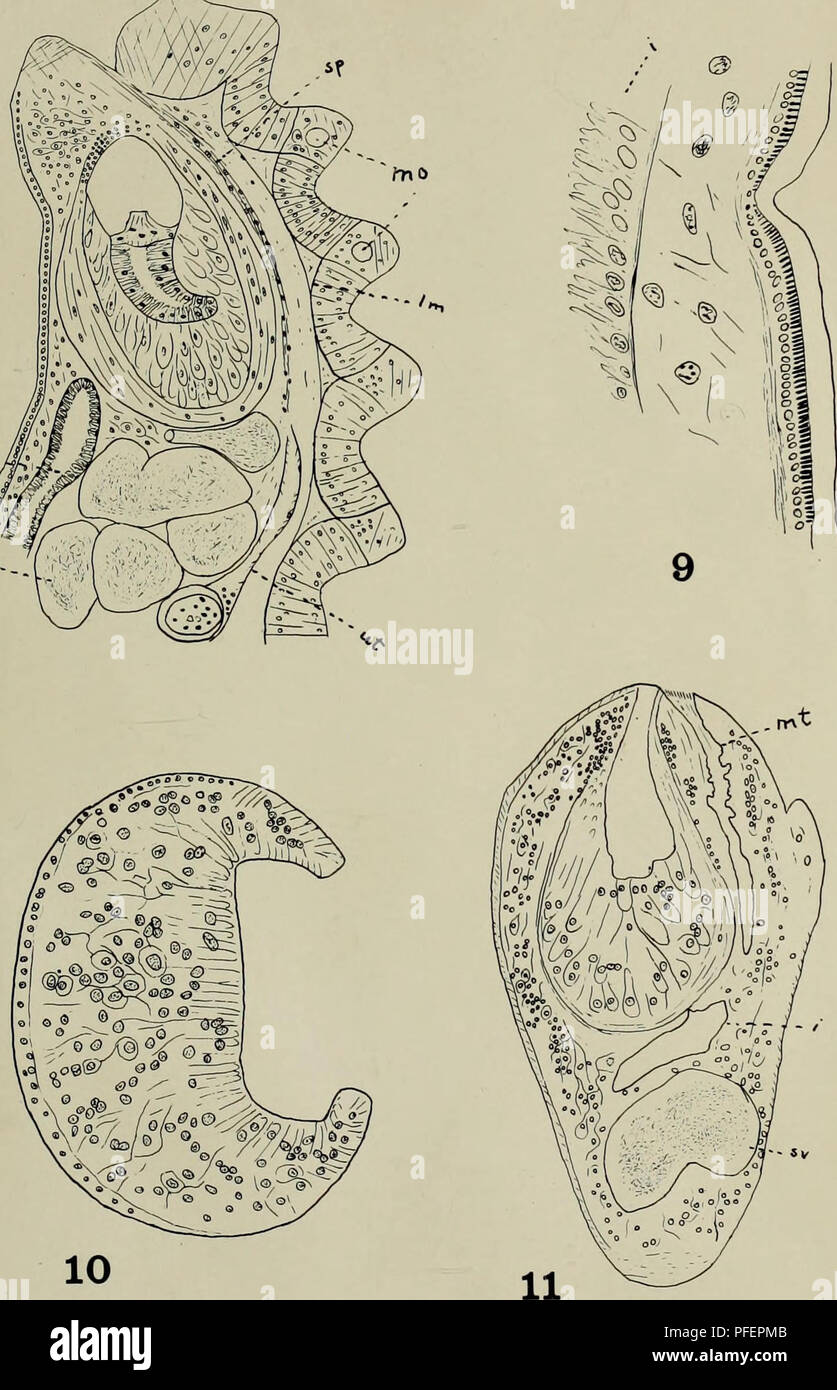 This work provides detailed descriptions of newly discovered trematode ...