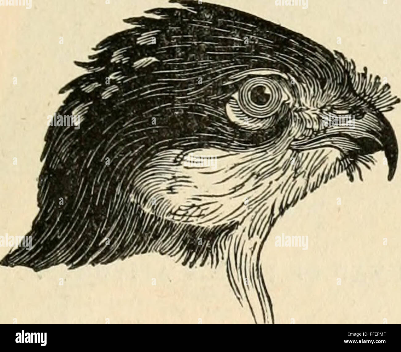 Goss hawk hi-res stock photography and images - Alamy