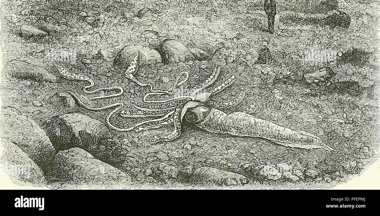 This illustration from 'Descriptions of some new and rare Cephalopoda ...