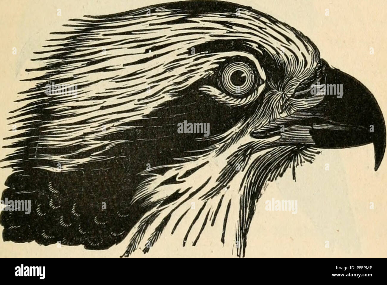 This work provides detailed descriptions of British birds of prey ...