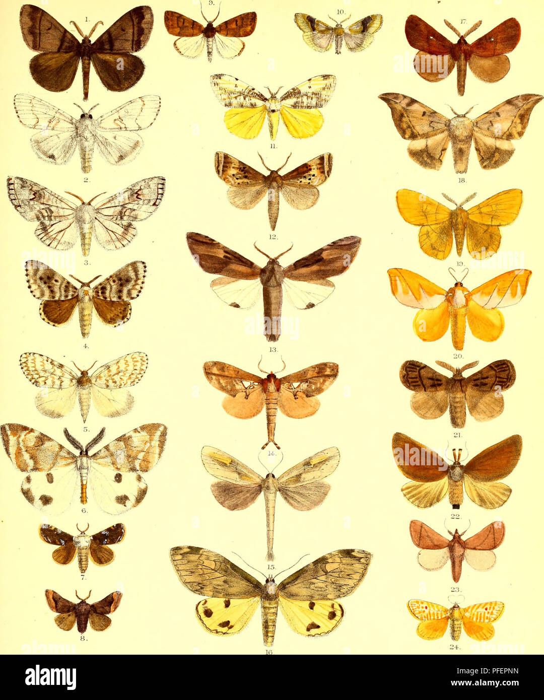 . Descriptions of new Indian lepidopterous insects from the collection ...