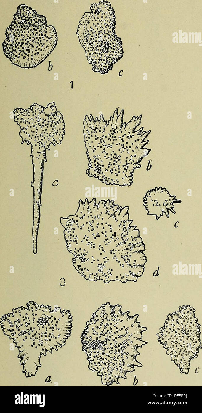 This illustration depicts various species of Alcyonaria (soft corals ...