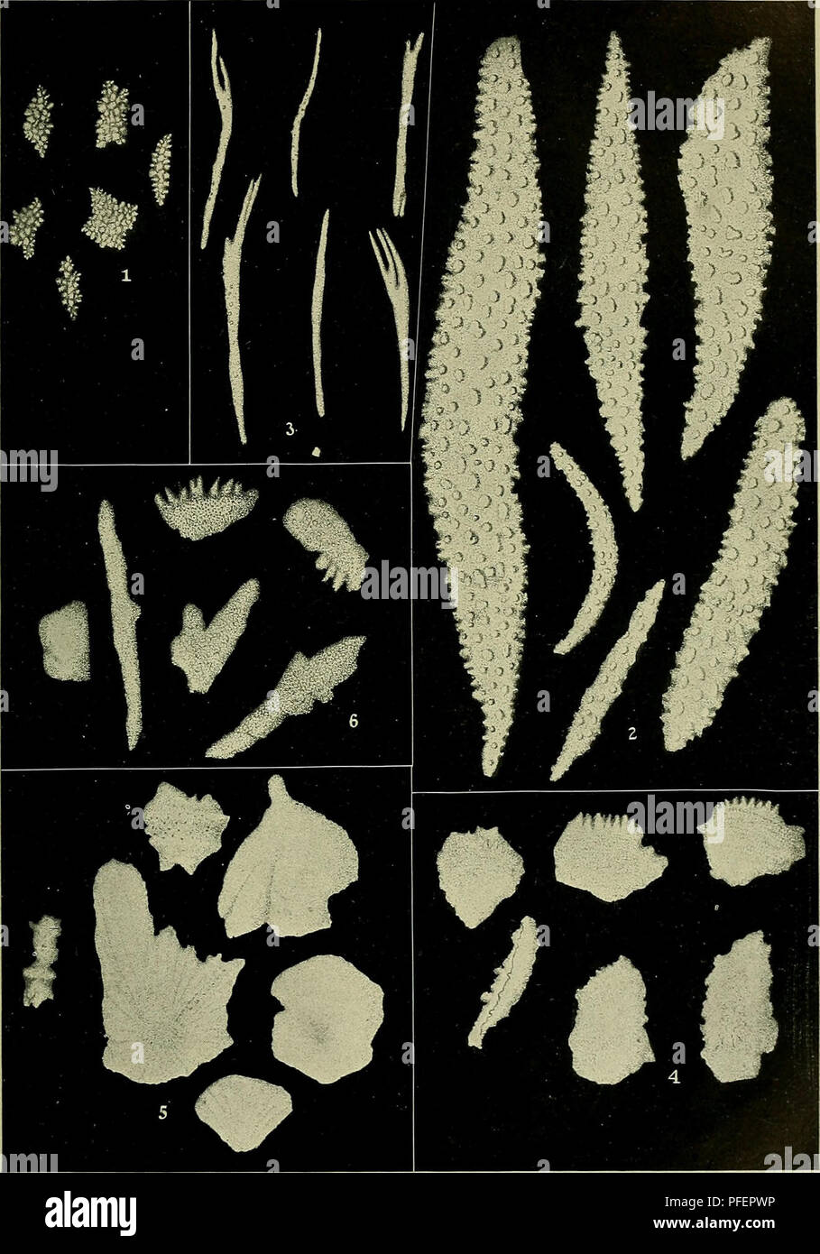 This document provides descriptions of Alcyonaria species collected ...