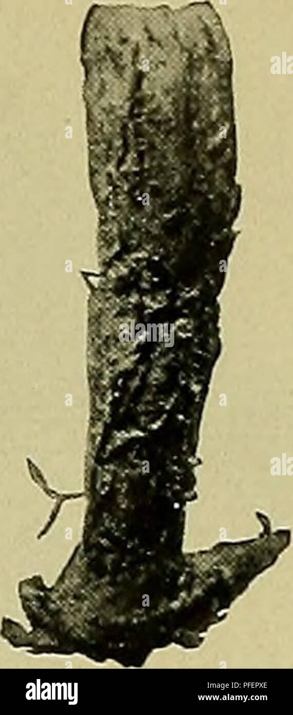 A report on Alcyonaria species collected during the 1906 U.S. Fisheries ...