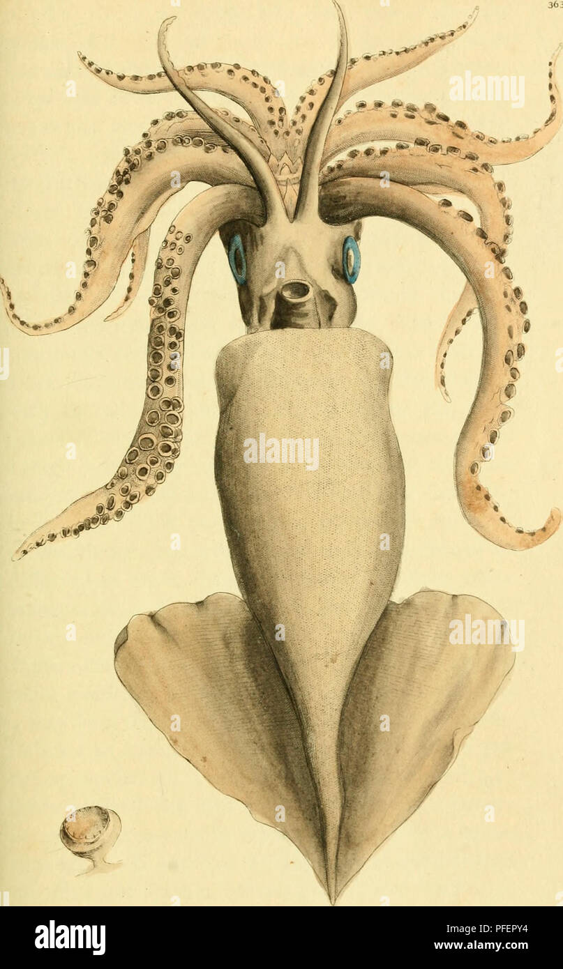 This work offers detailed descriptions and illustrations of various ...