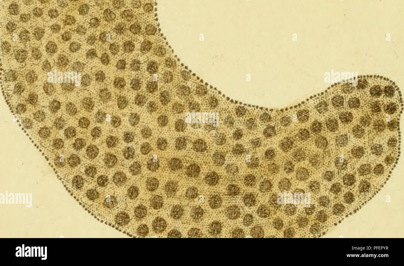This work includes detailed descriptions and illustrations of various ...