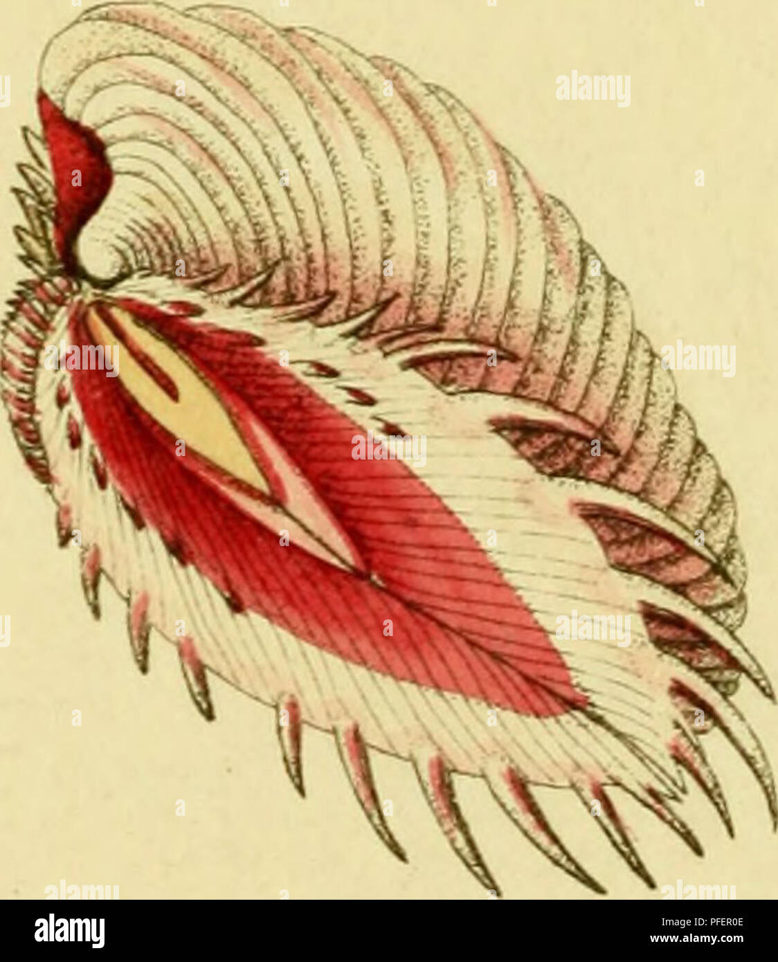 This work provides detailed descriptions and illustrations of various ...