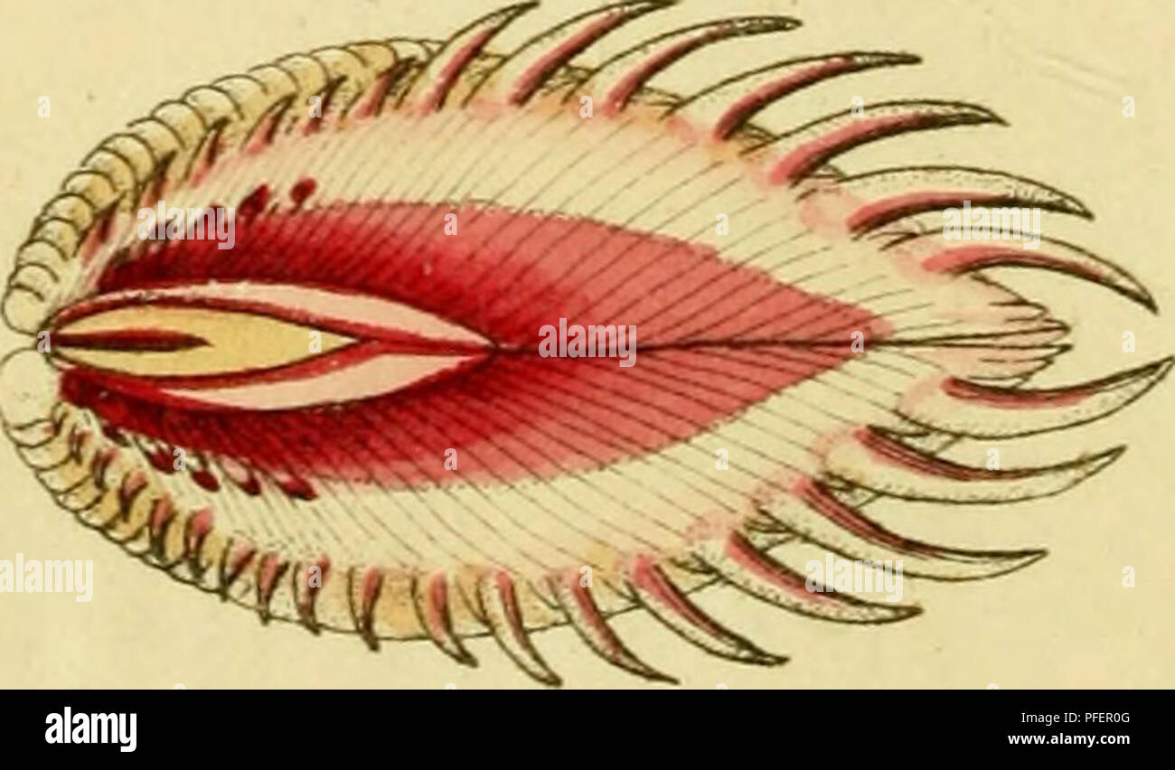 An excerpt from *The Naturalist's Miscellany*, featuring various ...