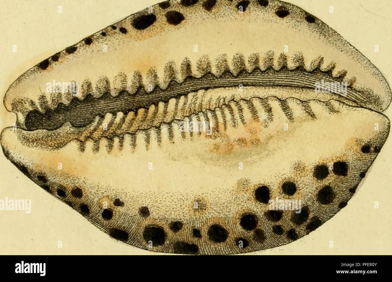 This work, excerpted from *The Naturalist’s Miscellany*, features ...
