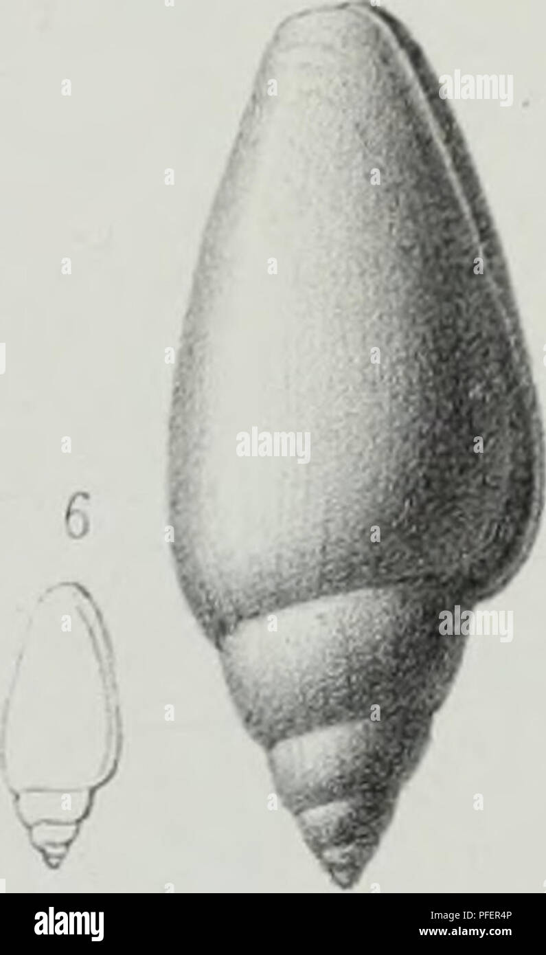 This work provides a detailed description of invertebrate animals ...