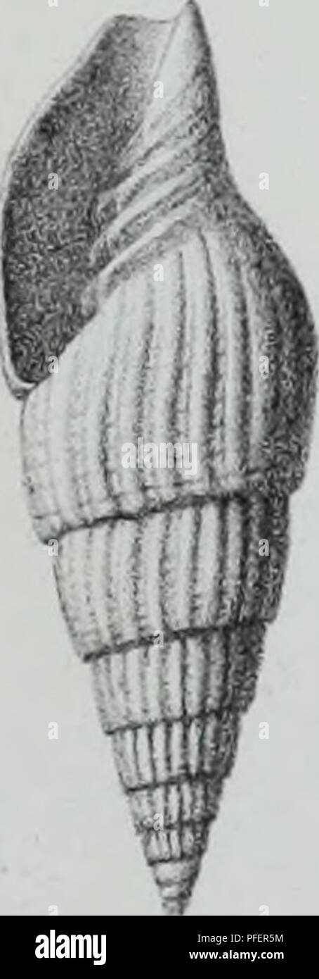 This work documents invertebrate species discovered in the Paris Basin ...