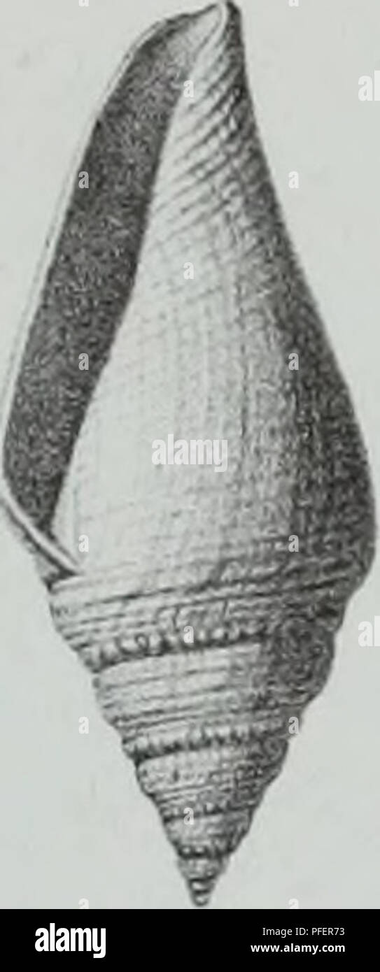 This paleontological illustration, from 'Description des Animaux Sans ...